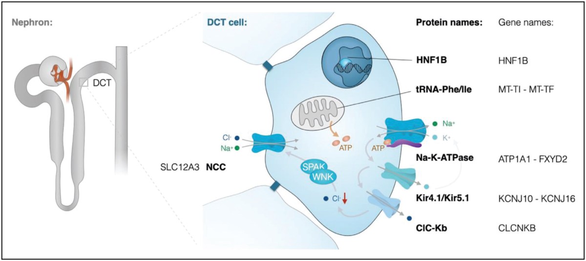 The genetic spectrum of Gitelman(-like) syndromes – Kidney Physiology